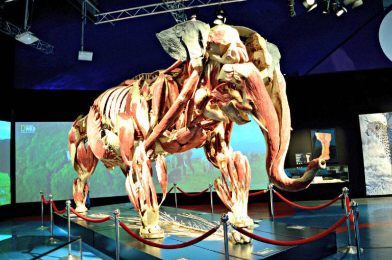 Body Worlds Animals Inside Out Exhibition - Dragons and Fairy Dust